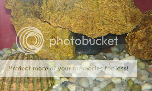 Whys My Fish Digging? | Fish Forum